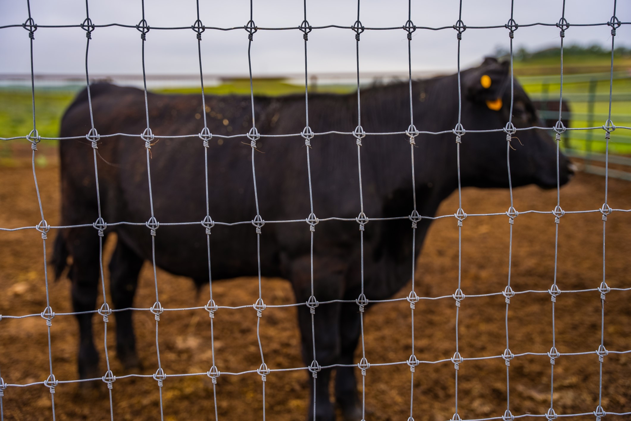 Wire Fences For Animals Chain Link Fence For Animals | Chain Link